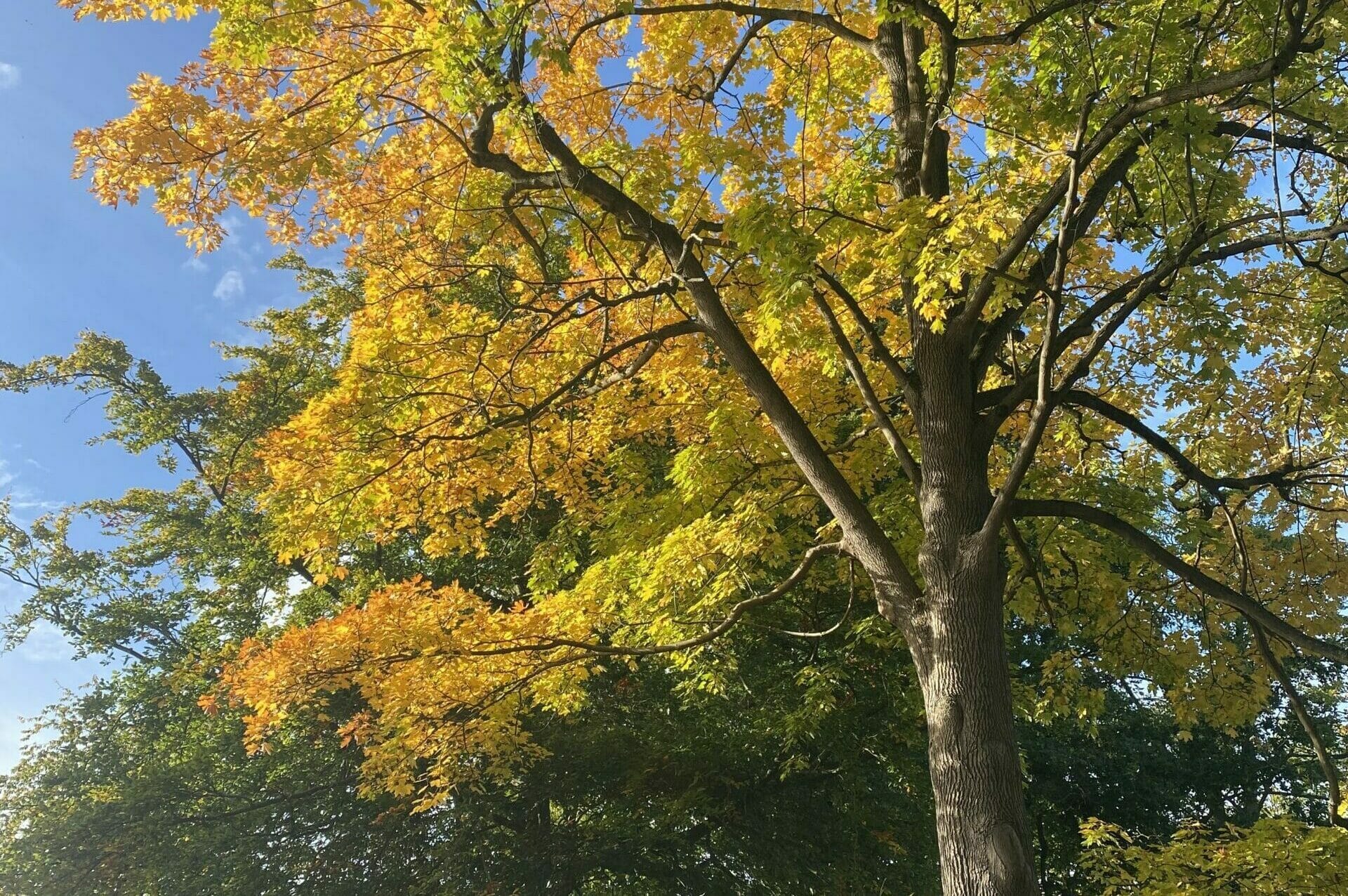 Tree Surgery Services - Redwood Tree Services