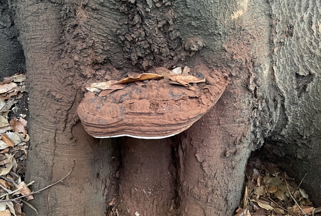 Tree Health - Redwood Tree Services